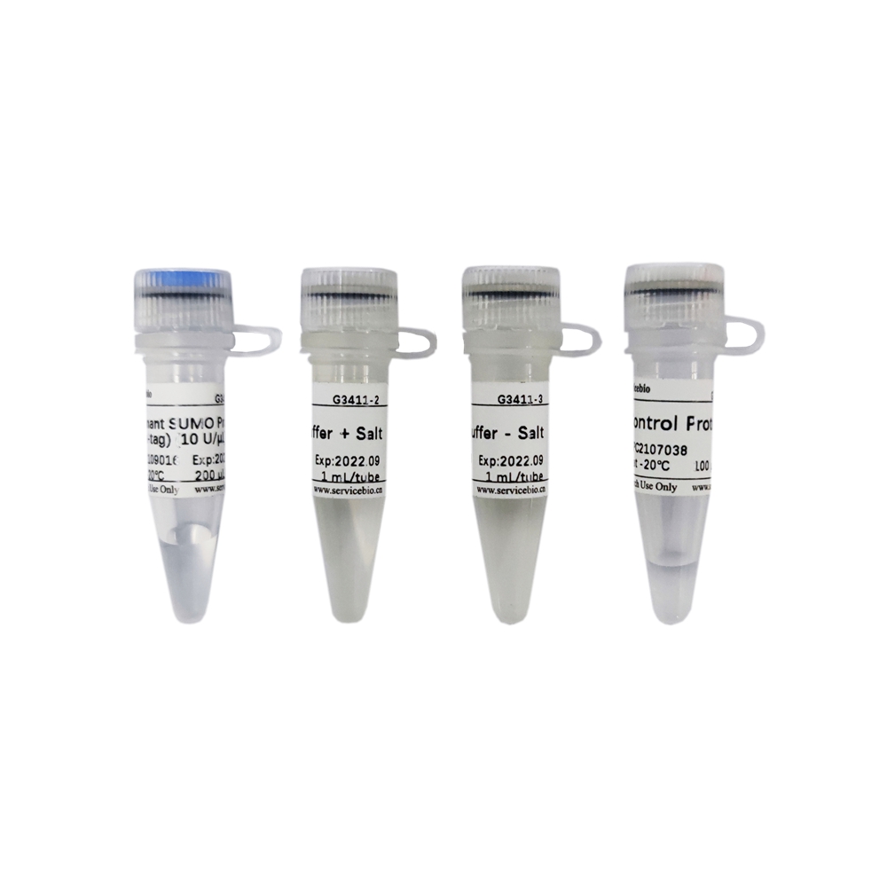 재조합 SUMO 프로테아제(Ulp1, His-tag), G3411-2000U, Recombinant SUMO Protease ...